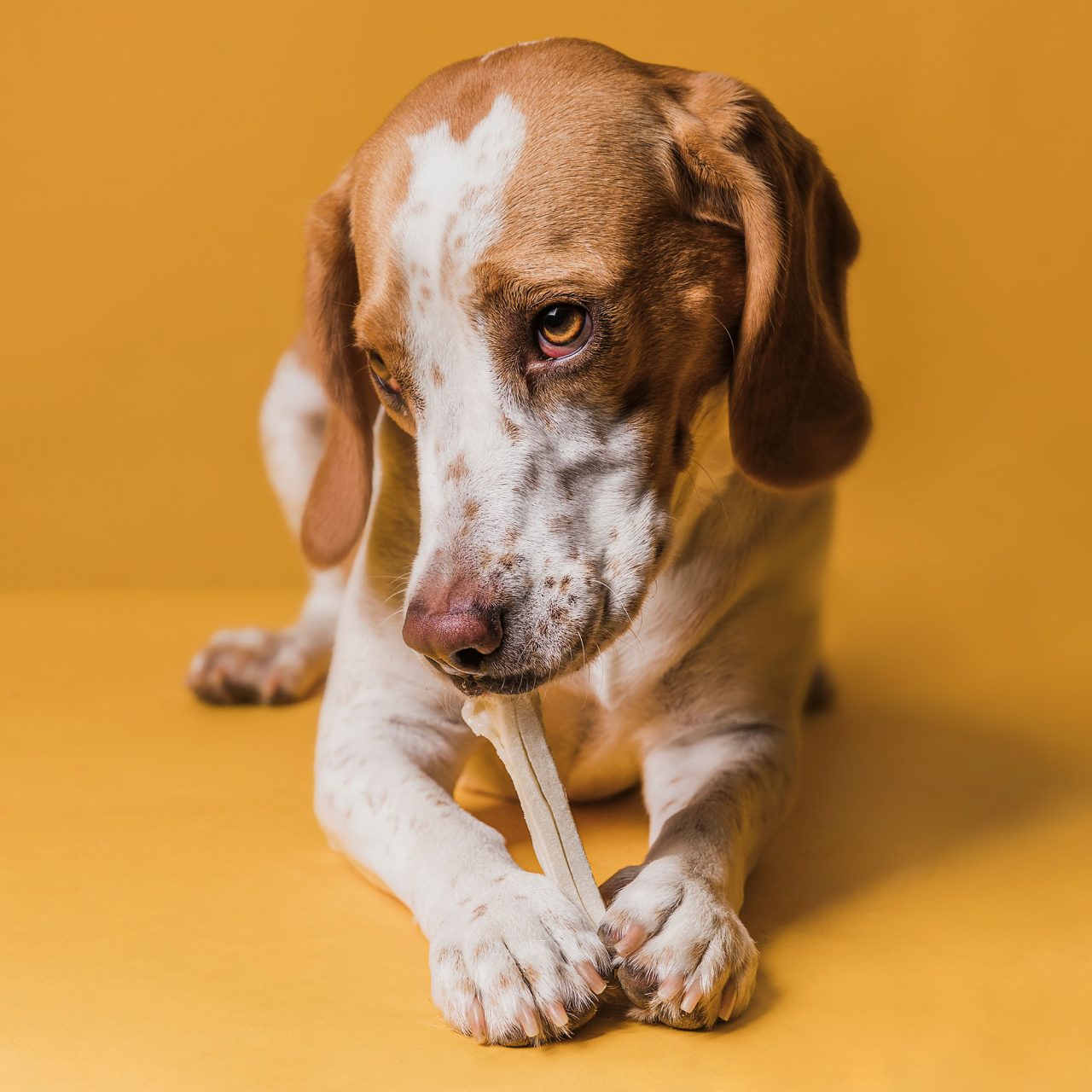 TOLO | Unlock Your Puppy's Potential with Expert Training